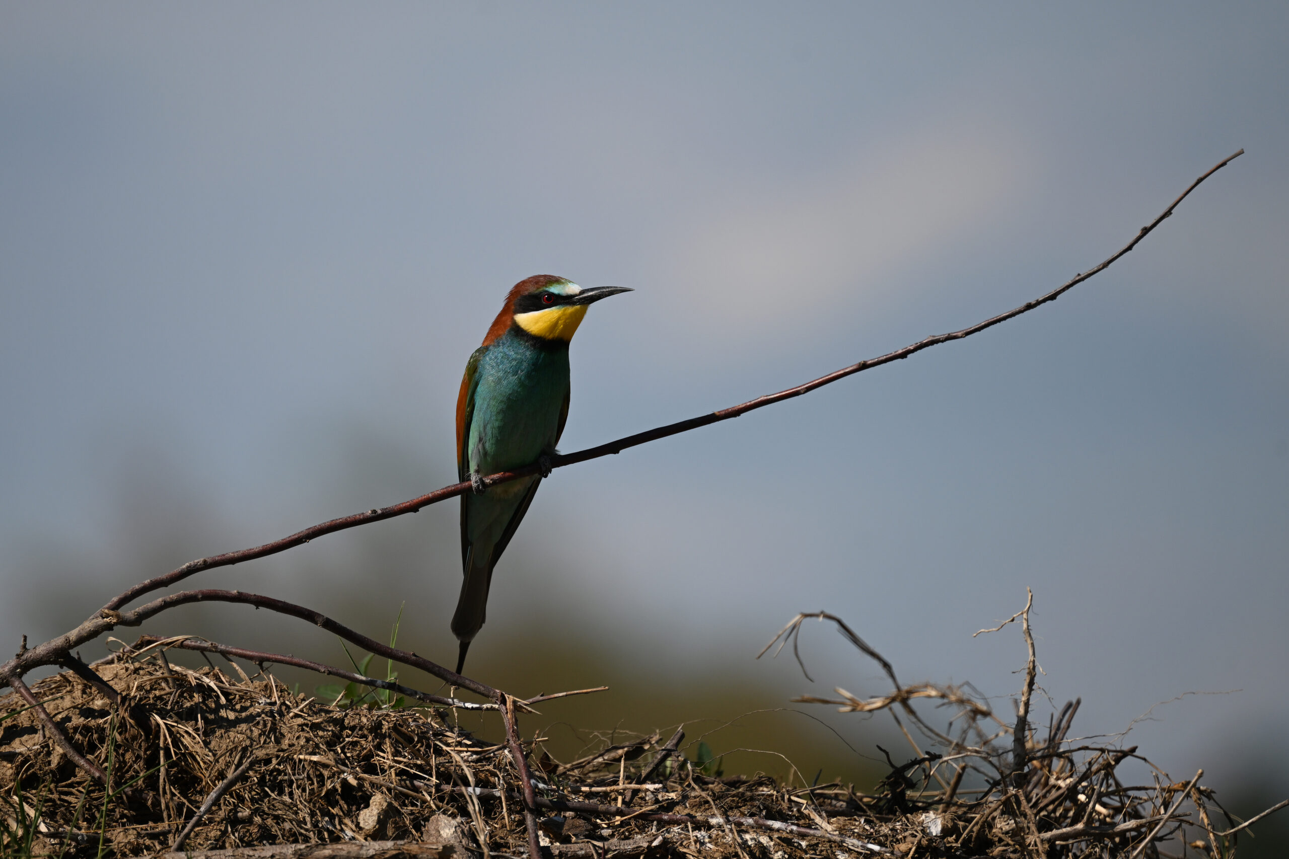 Arı kuşu Edirne’ye geldi - Edirne Yenigün
